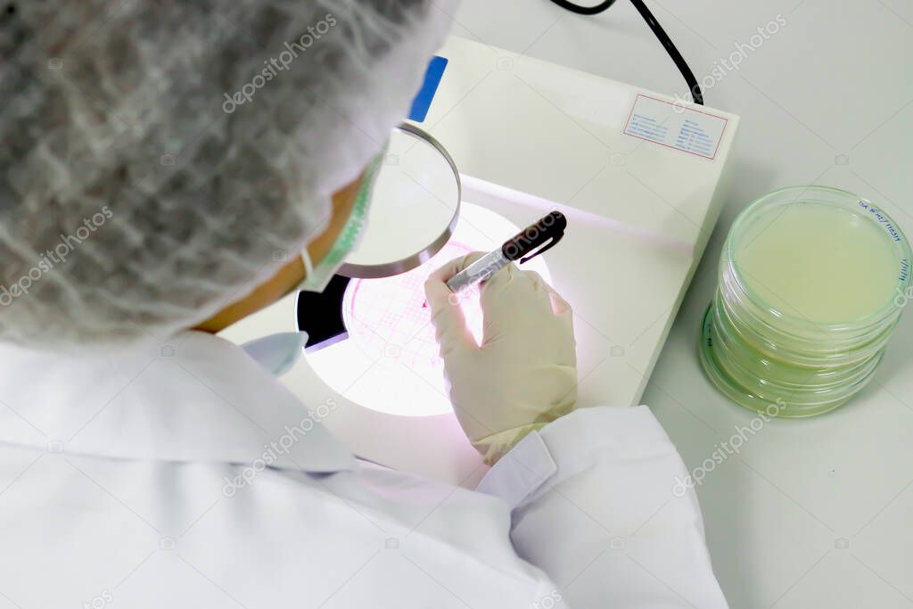 Microorganismos de cultivo, microbiólogo científico conteo de colonias ...