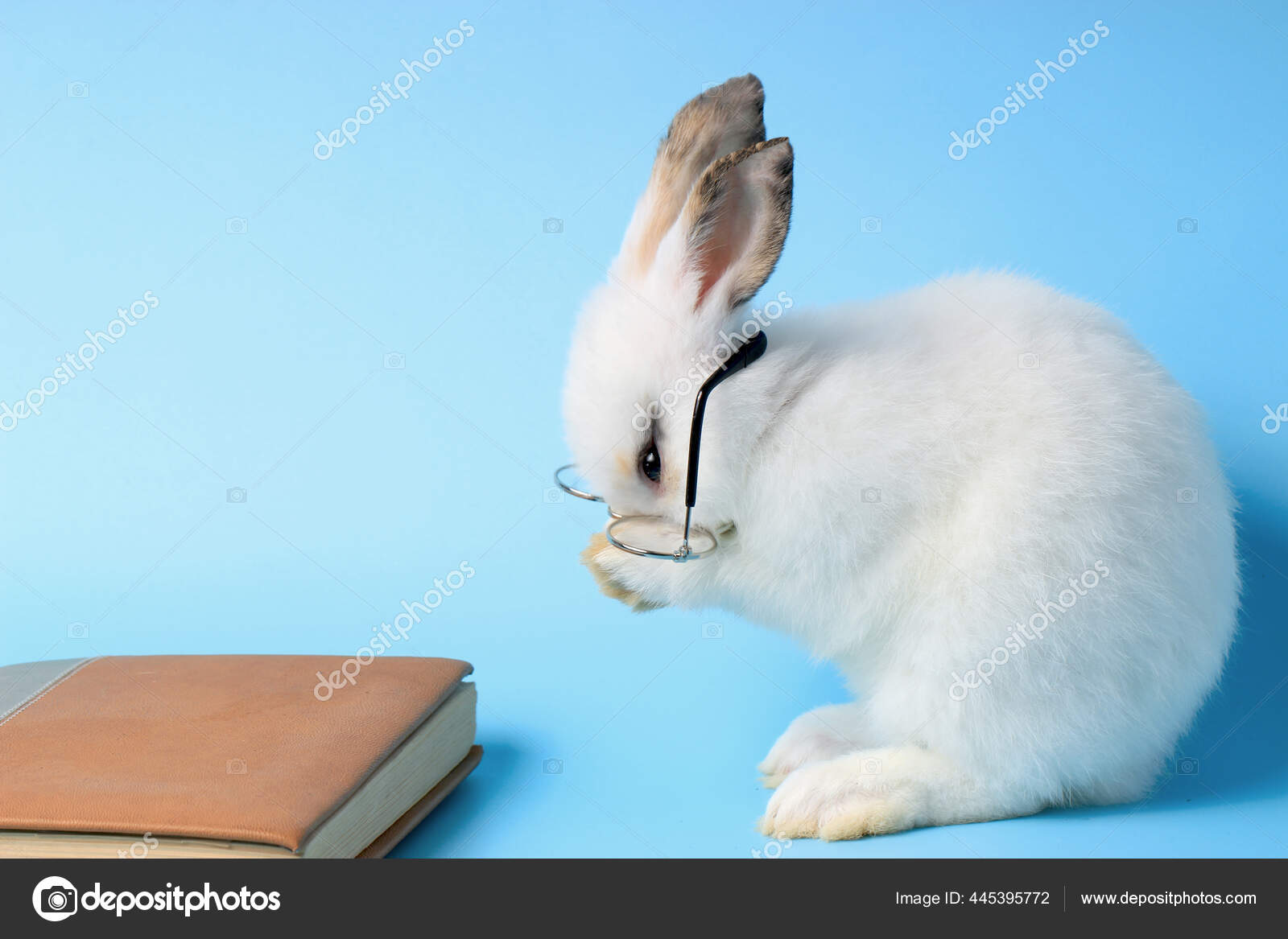 Rabbit Studying