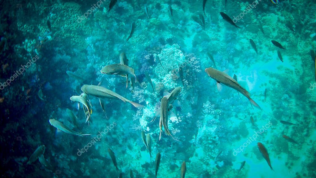 Bajo el agua, una gran cantidad de peces nadando en el paisaje del ...