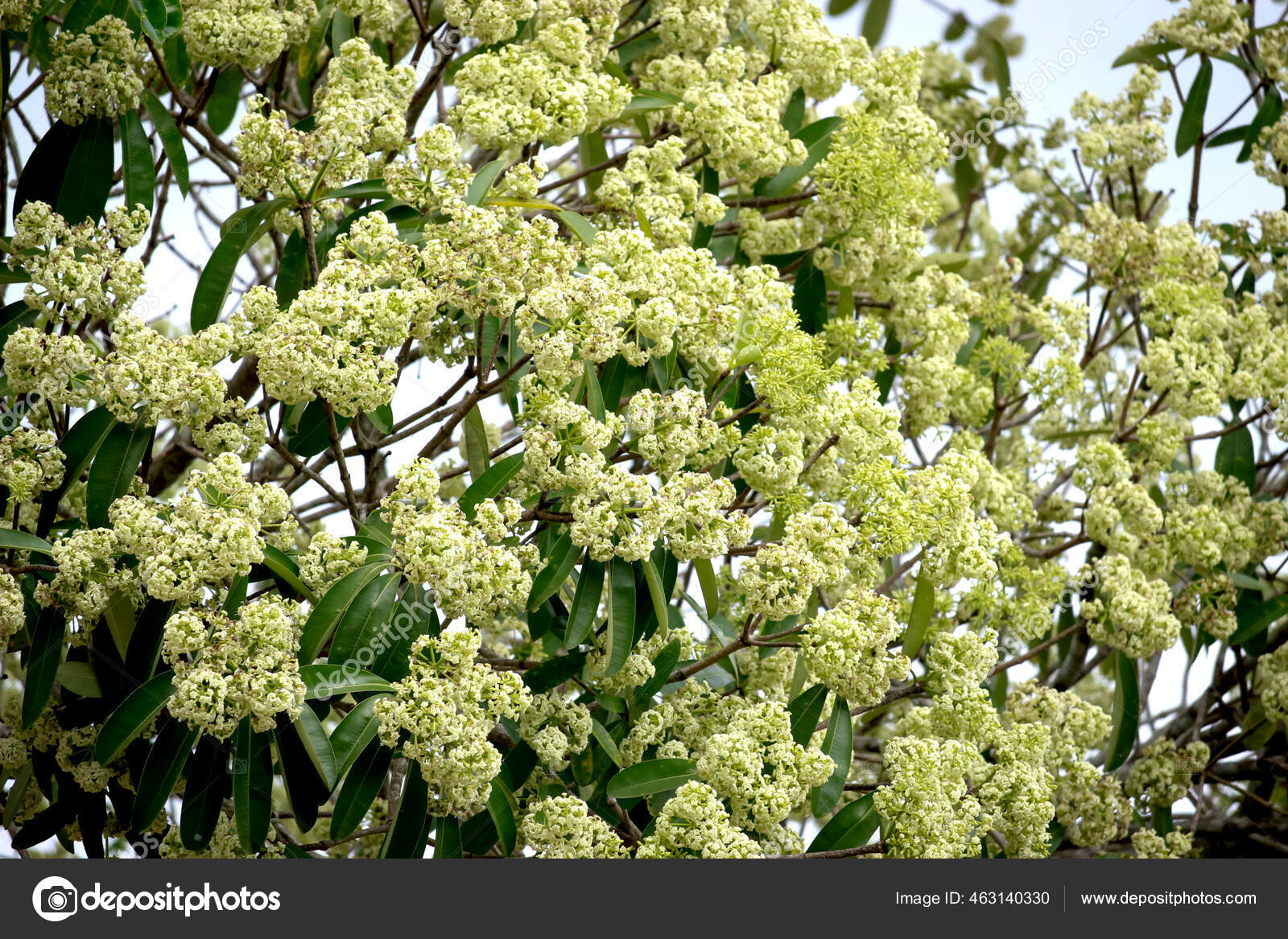 Alstonia Scholaris Flowers