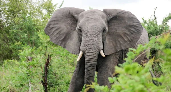 Caça de elefantes Stock Photos, Royalty Free Caça de elefantes Images ...