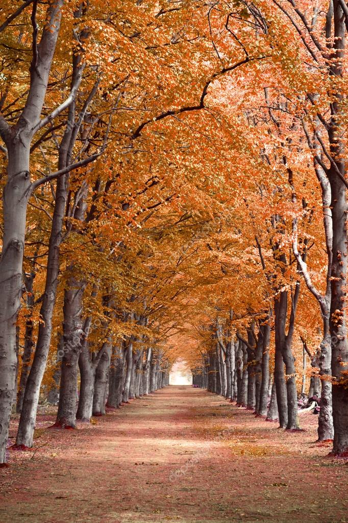 Fall autumn forrest woods with trees background with perspective ...