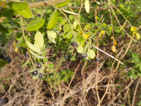 Planta de malta Stock Photos, Royalty Free Planta de malta Images ...