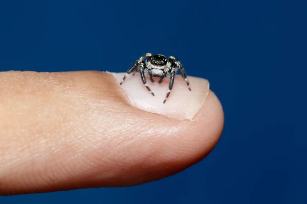 Spider on finger Stock Photos, Royalty Free Spider on finger Images ...