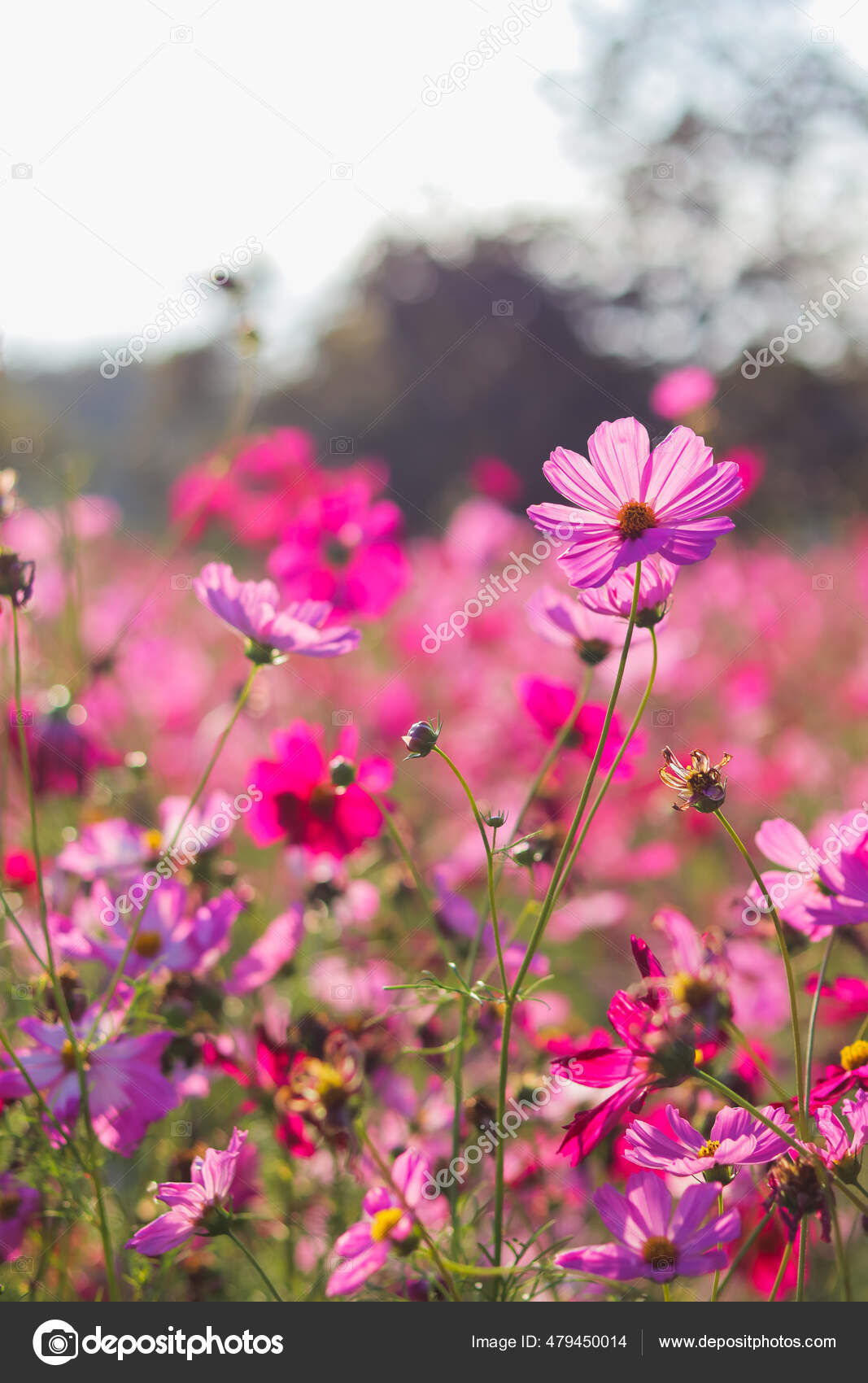 Flower Cosmos Field