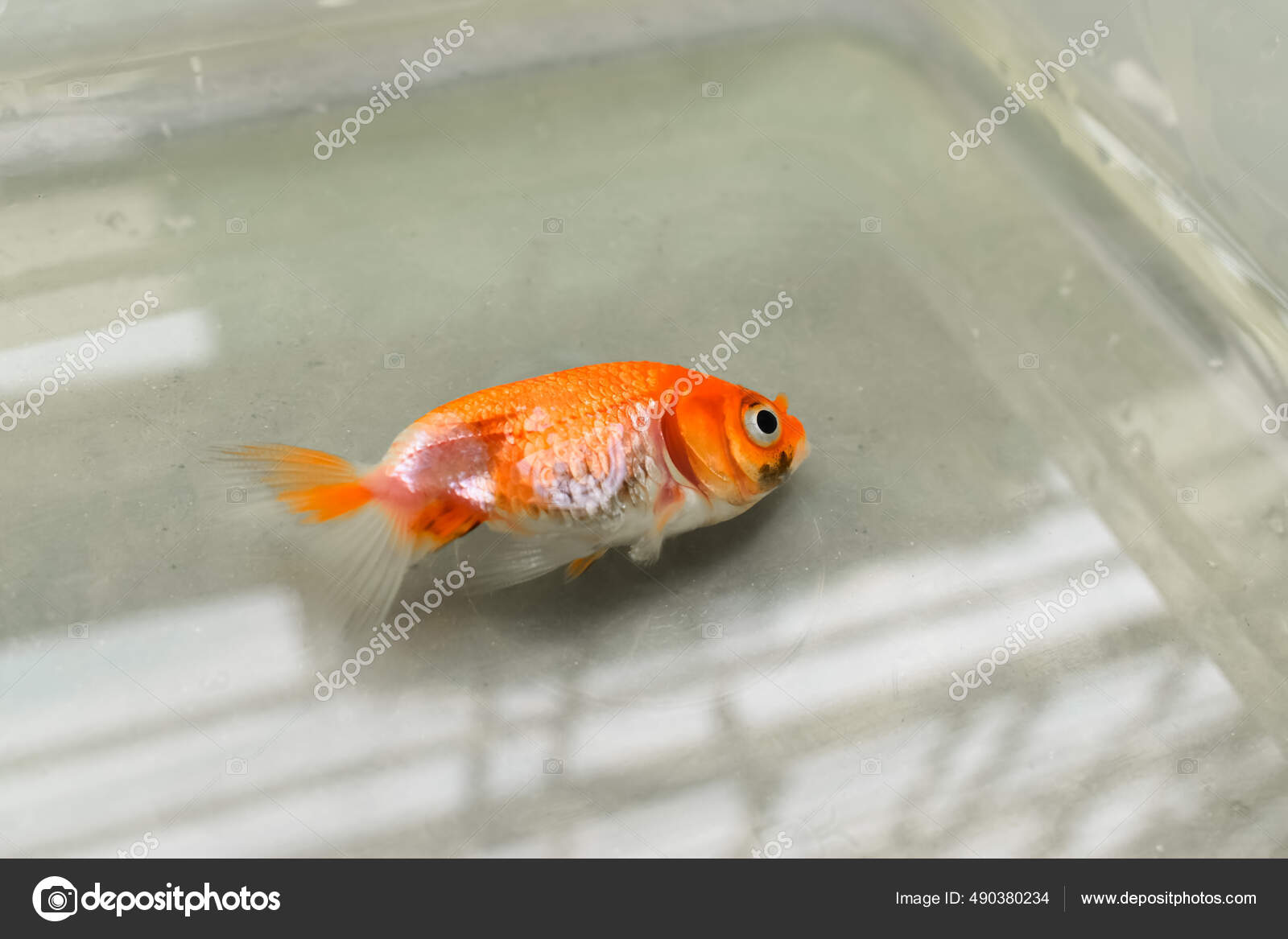 Dead Goldfish Floating