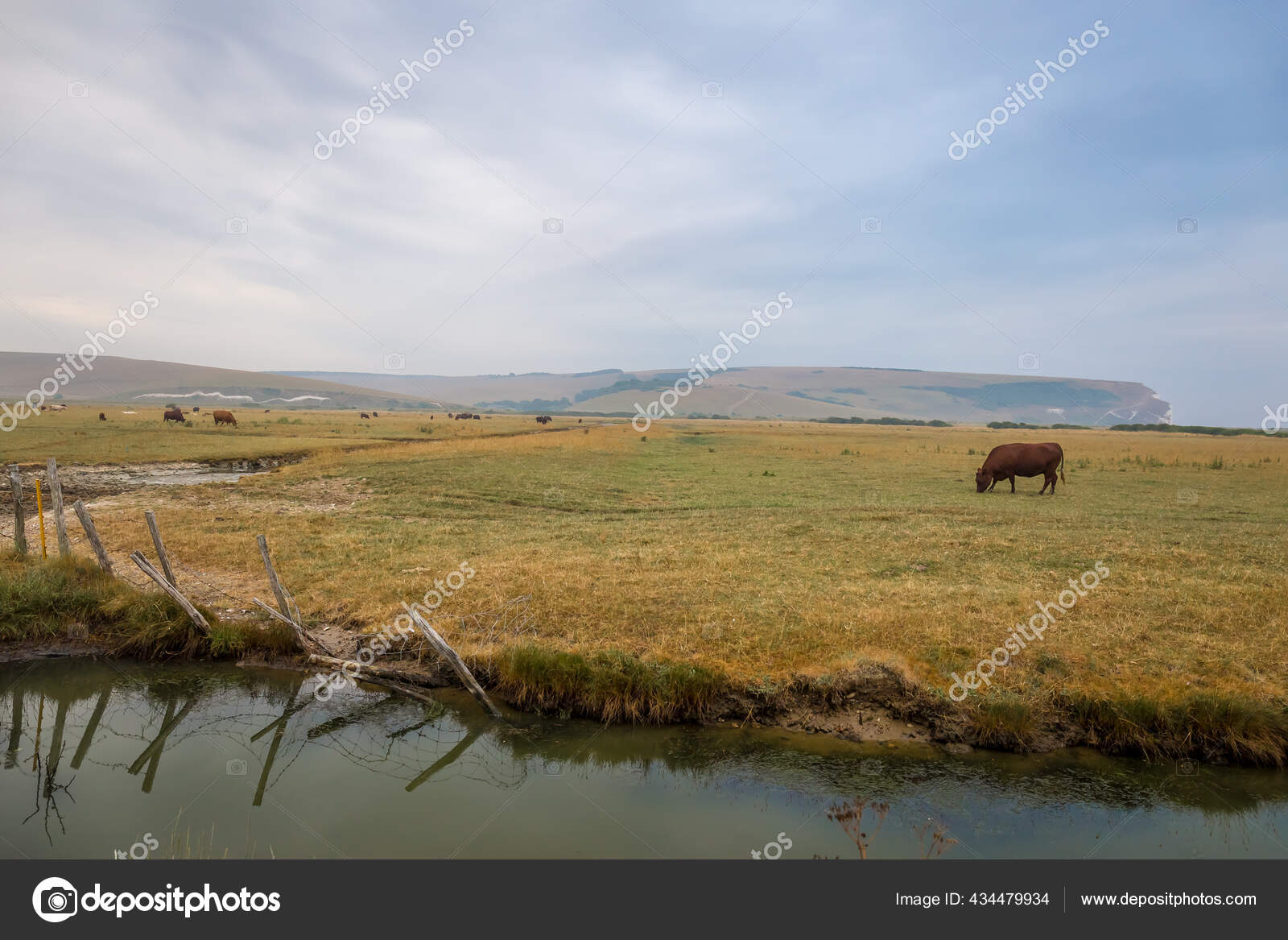 Beautiful Prairie Grazing Cows Lake Stock Photo by ©alexey.fedoren ...