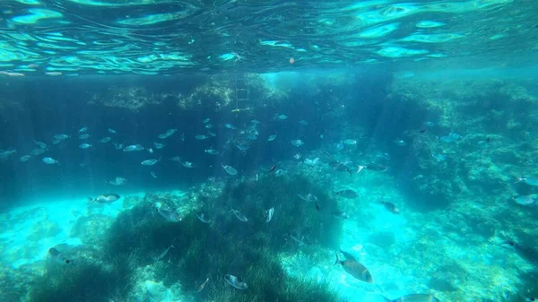 Underwaterpics Stock Photos, Royalty Free Underwaterpics Images ...