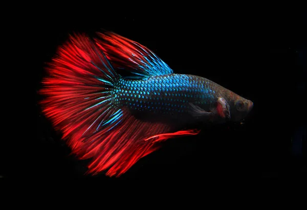 Nilo tilapia roja peces Stock Photos, Royalty Free Nilo tilapia roja ...