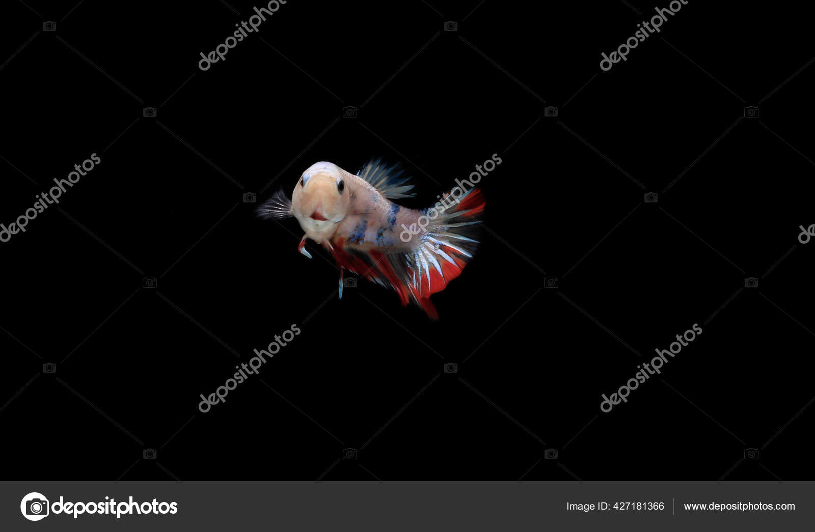 Beautiful Candy Betta Fish Black Backgroun — Stock Photo © mamahtutik ...