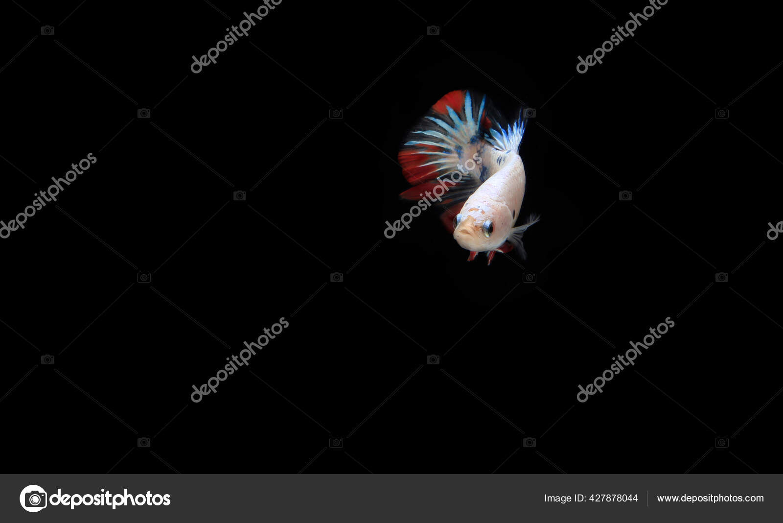 Beautiful Candy Betta Fish Black Backgroun — Stock Photo © mamahtutik ...