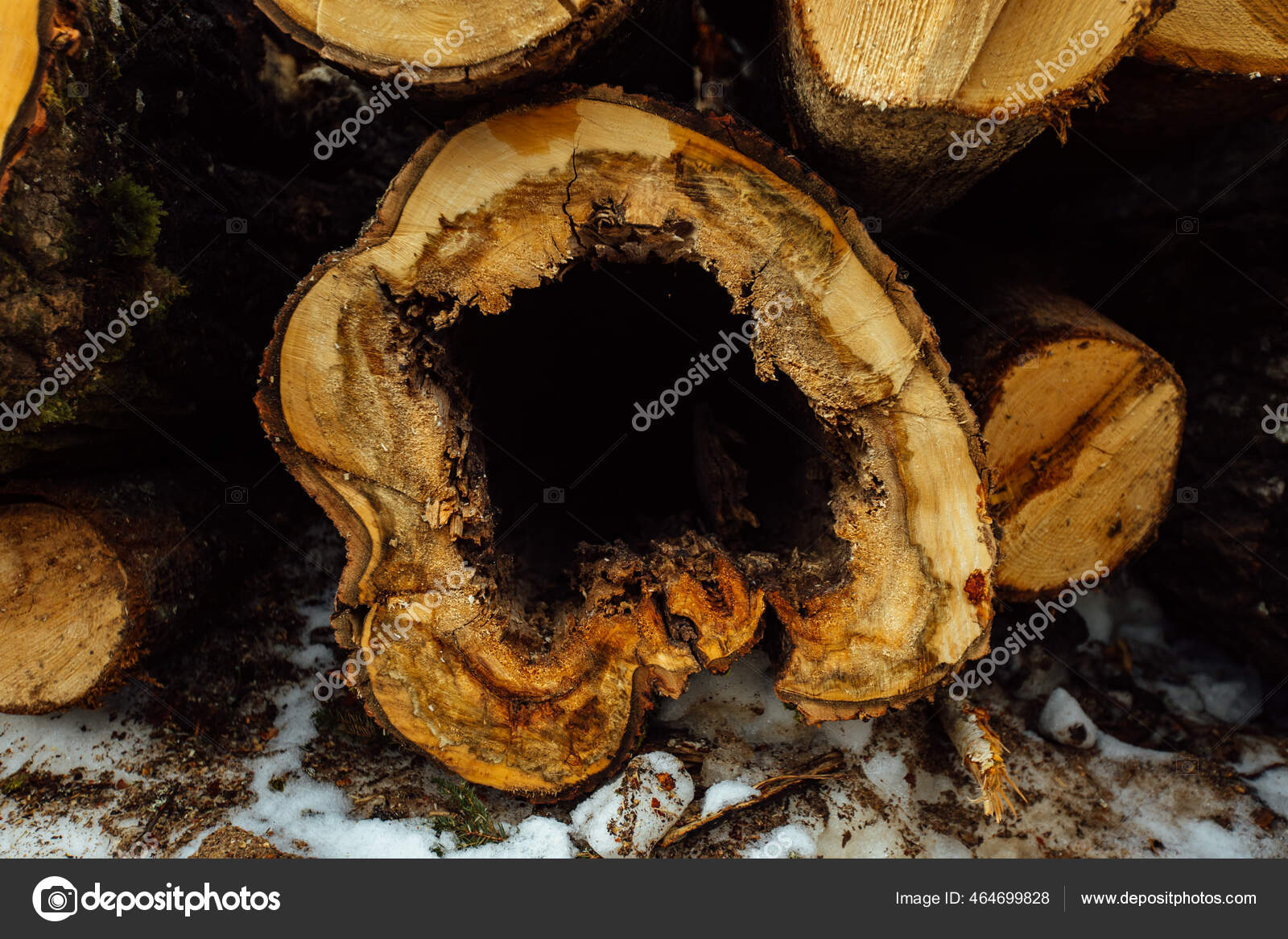 Fallen Hollow Log