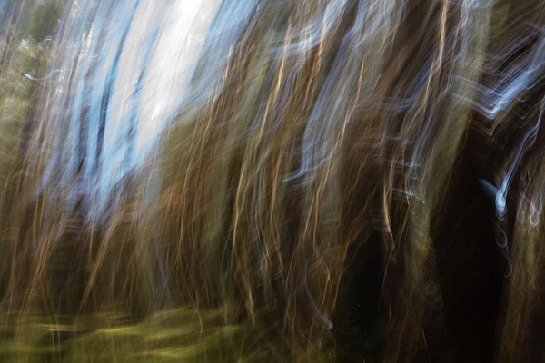 Multiple exposures of trees Stock Photos, Royalty Free Multiple ...