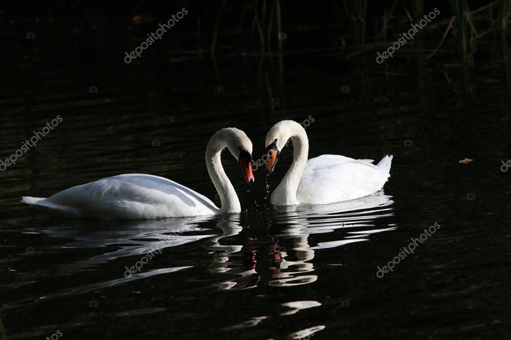 Two swans Stock Photo by ©Hans_Chr 56496021