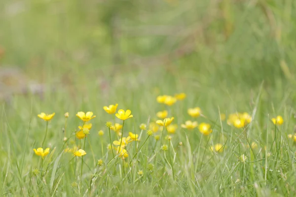 Alpine buttercups Stock Photos, Royalty Free Alpine buttercups Images ...