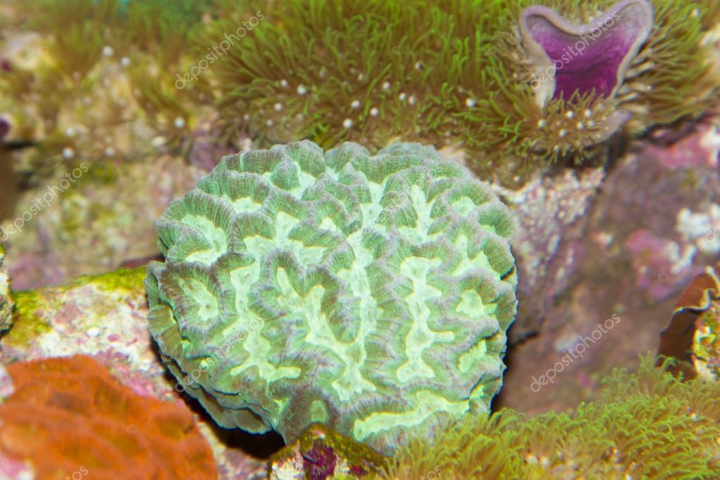 Beautiful coral — Stock Photo © marco7r7 #53347171