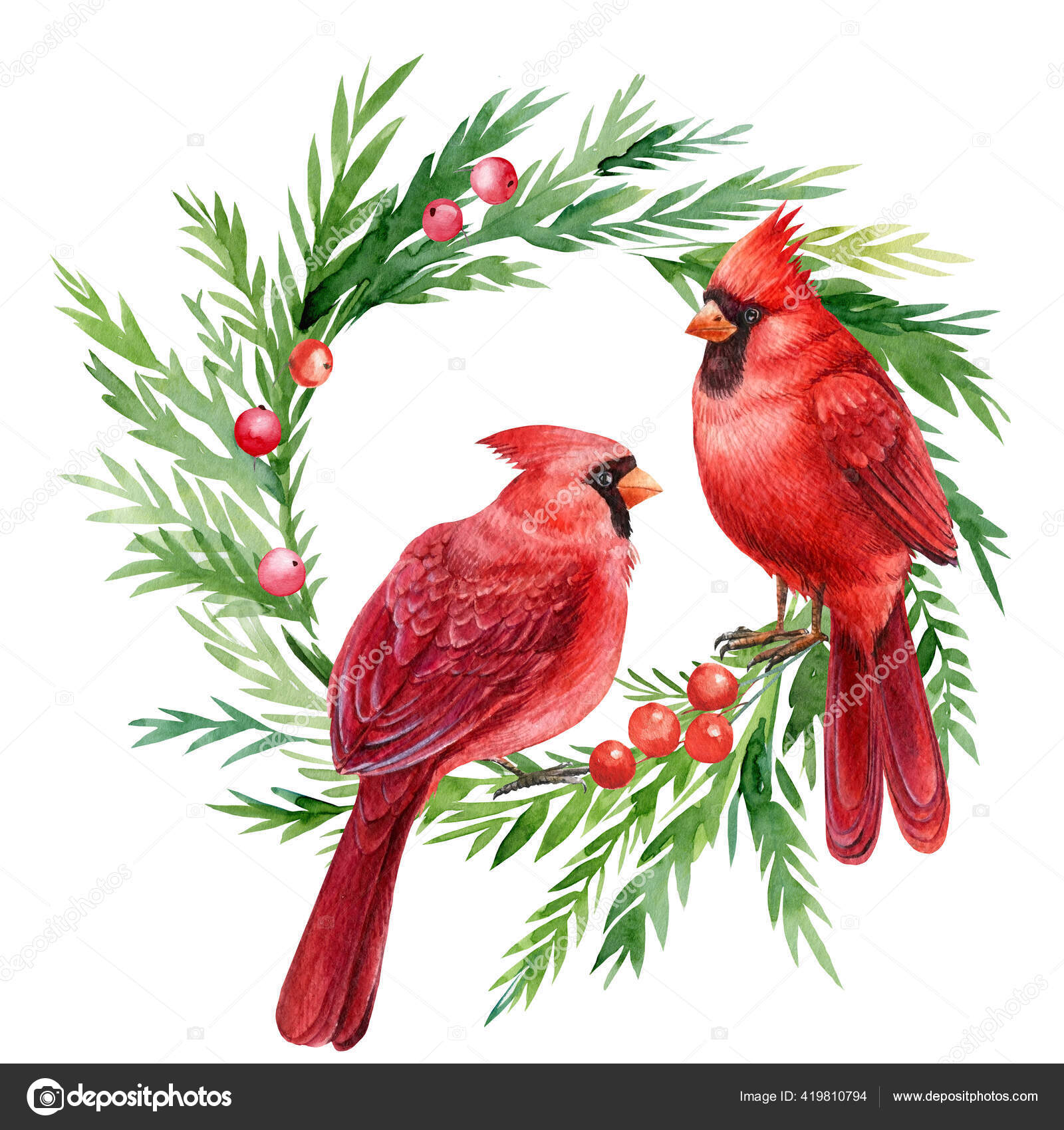 Red cardinal, Christmas wreath with birds on a white background ...