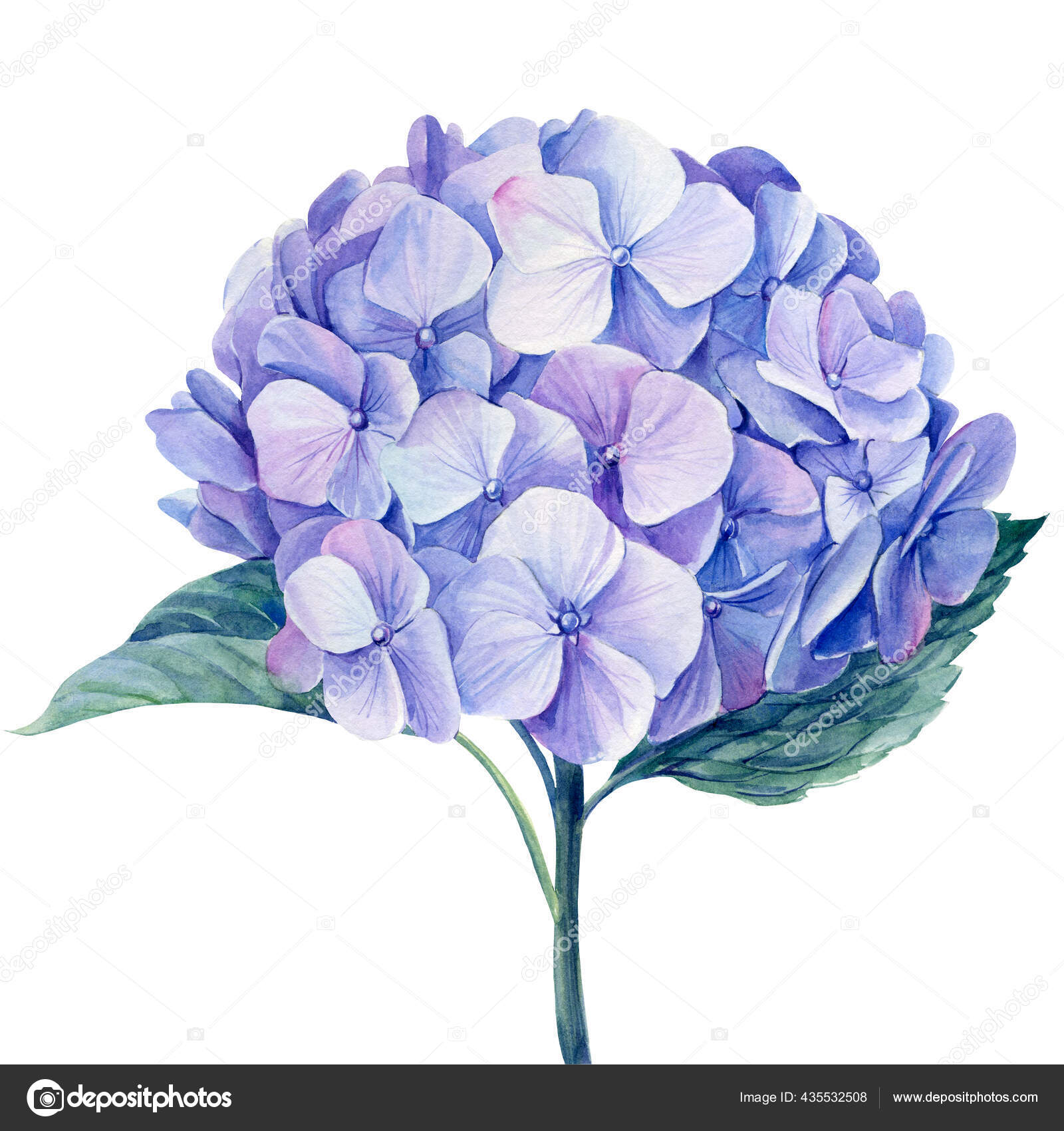 Blue Hydrangea Watercolor