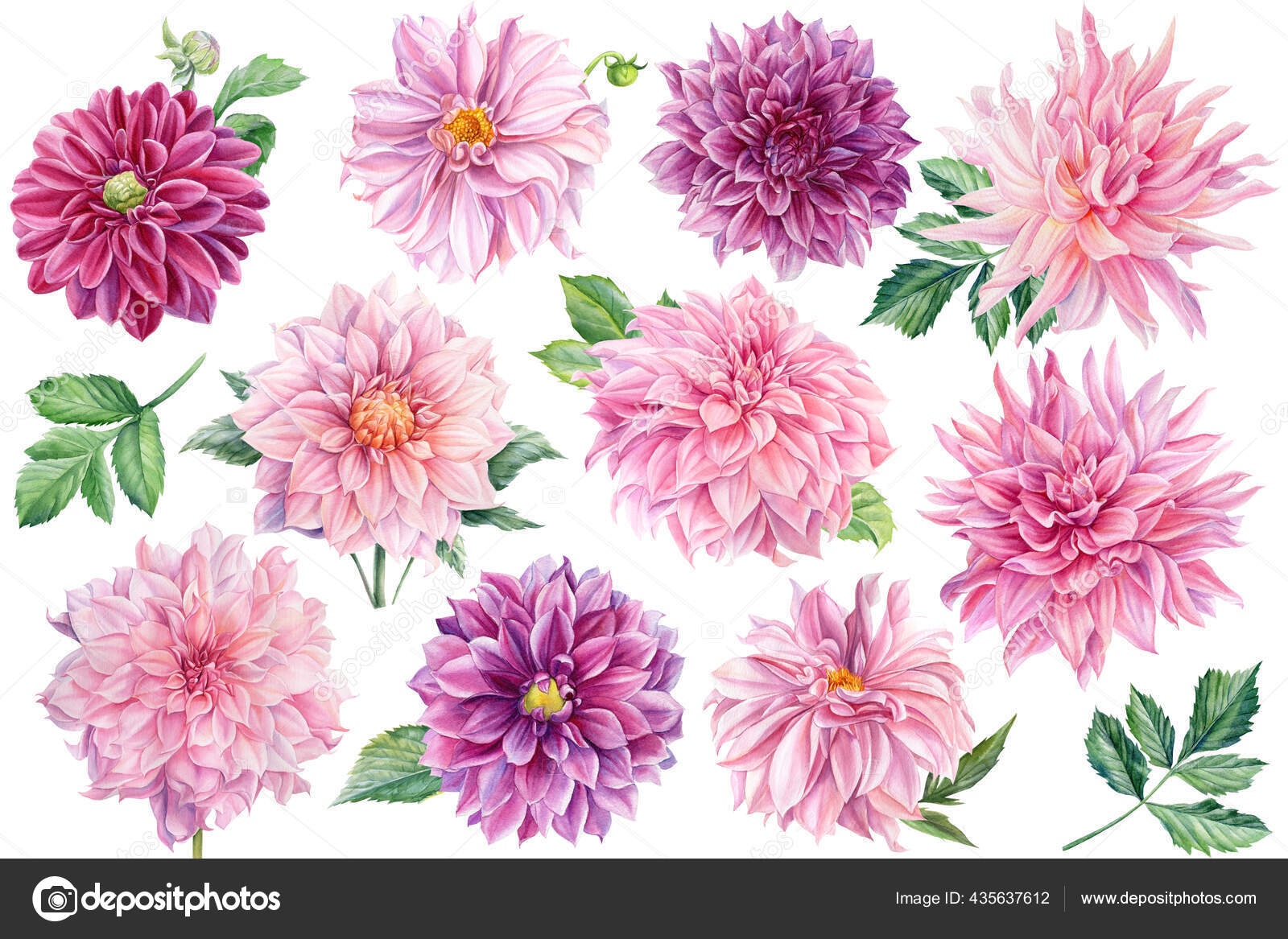 Dahlia Illustration