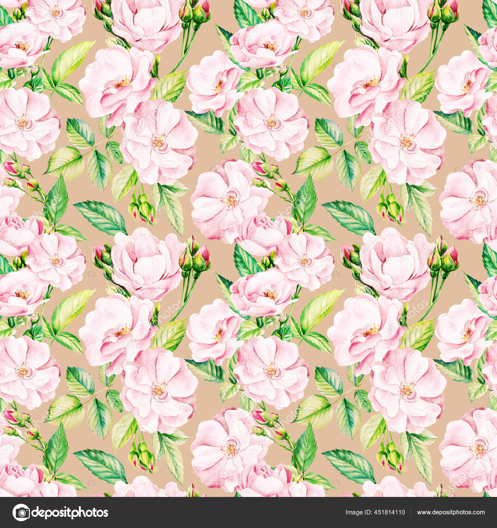 Pink roses, buds and leaves on a white background, watercolor painting ...