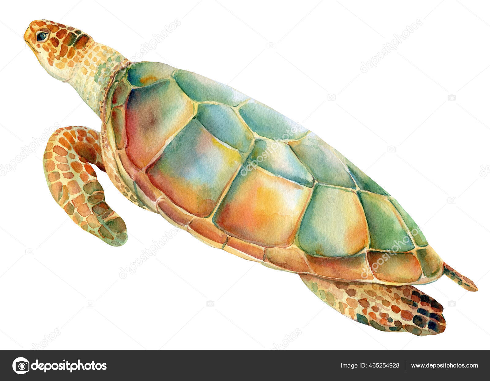 Sea turtle on an isolated white background. Watercolor drawing — Stock ...