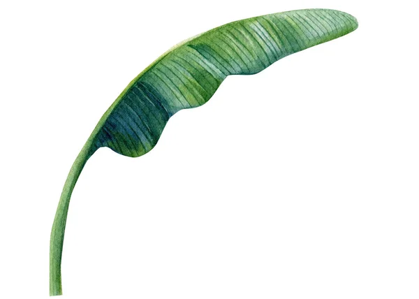 Fotos de Planta de tash, Imagens de Planta de tash sem royalties ...