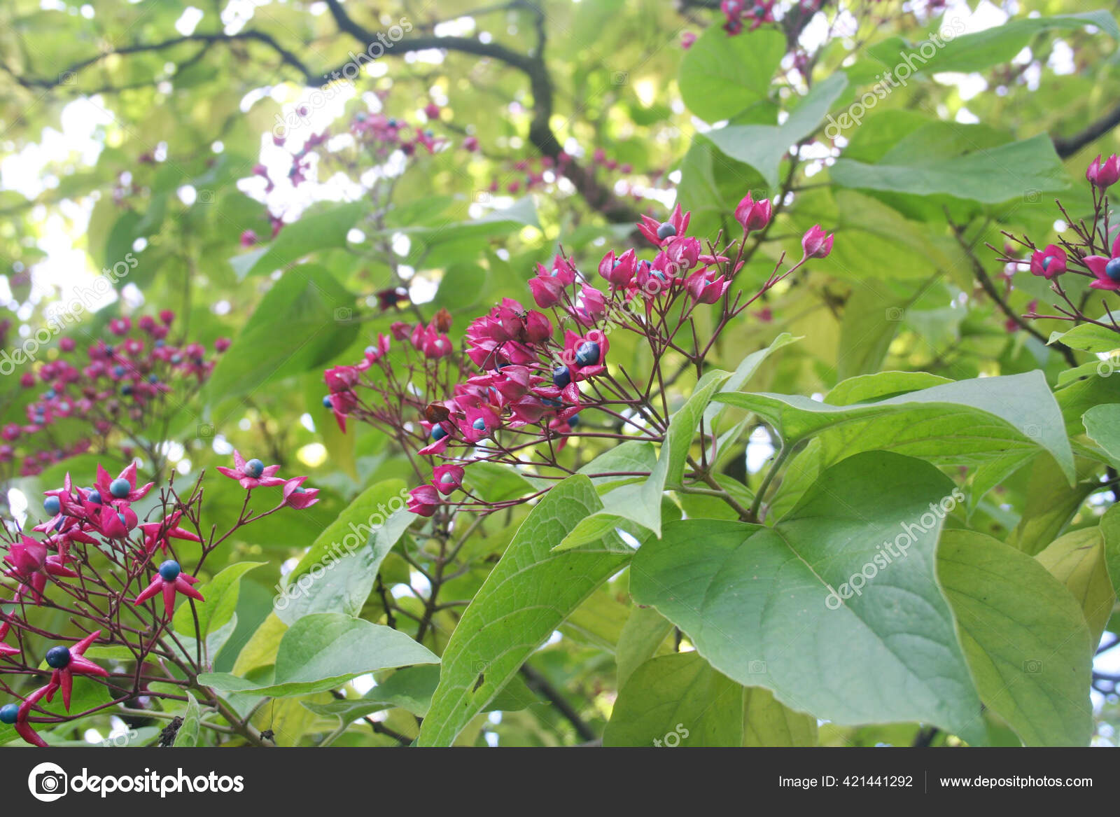 Clerodendrum Trichotomum Tree Blue Berries Pink Flowers Also Called ...
