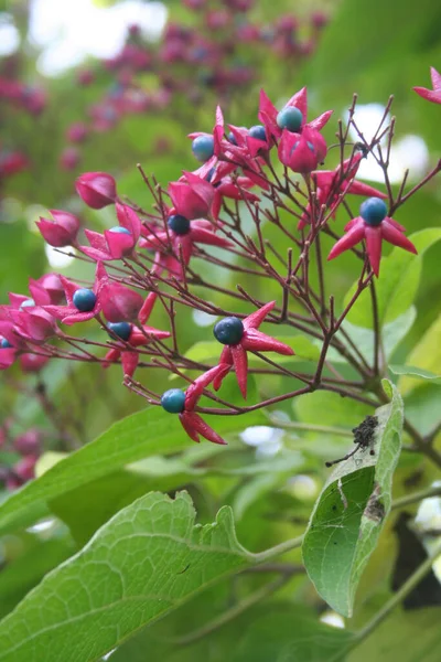 Nodding clerodendrum Stock Photos, Royalty Free Nodding clerodendrum ...