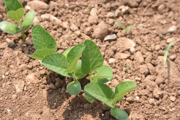 Soybean germination Stock Photos, Royalty Free Soybean germination ...