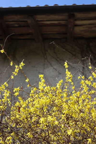 Forsythia bush in bloom with beautiful yellow flowers against a house ...