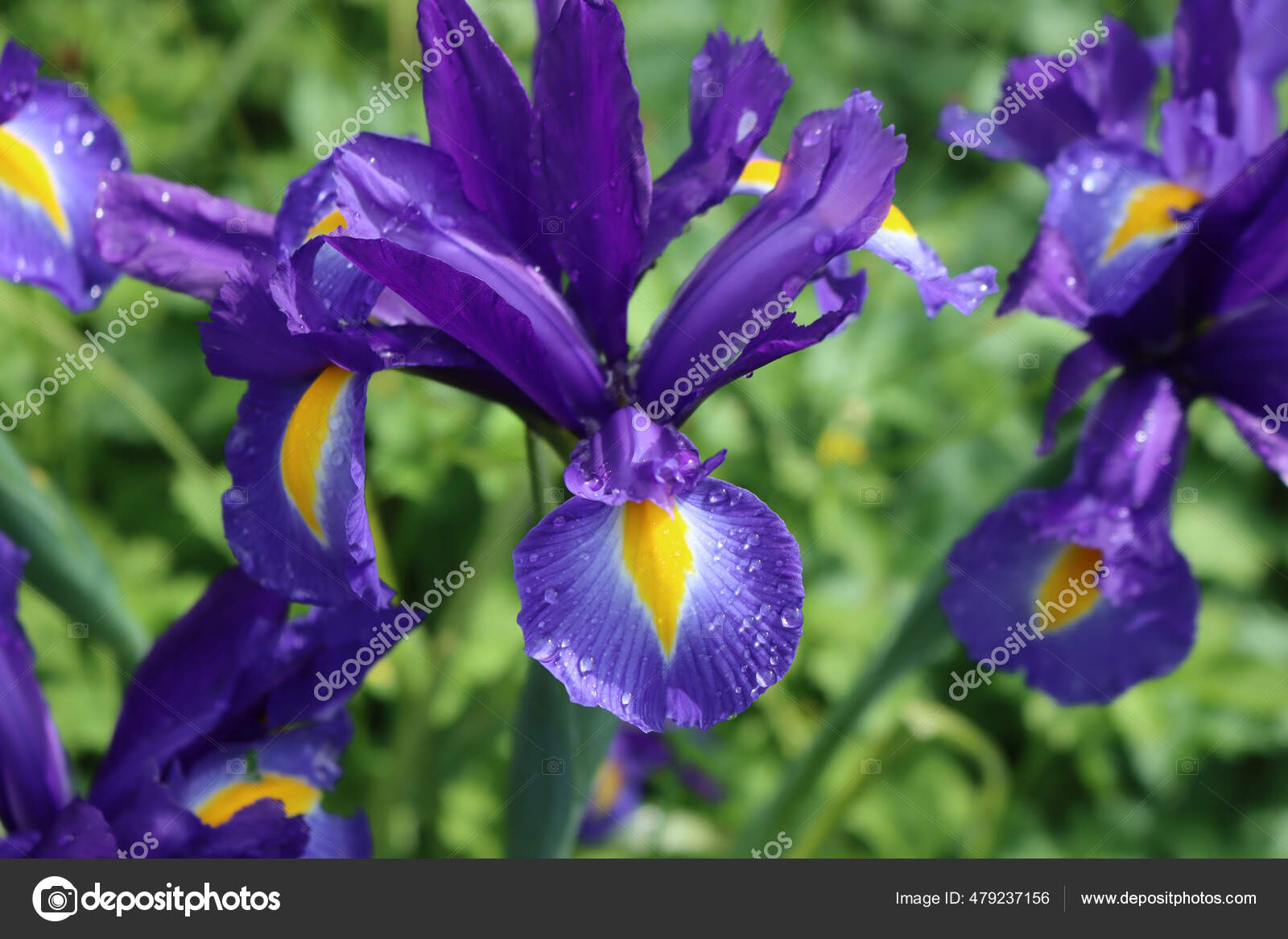 Blue And Yellow Iris Flower
