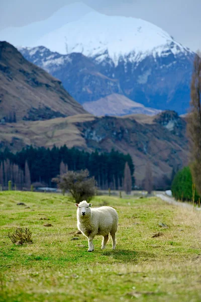 Fat sheep Stock Photos, Royalty Free Fat sheep Images | Depositphotos