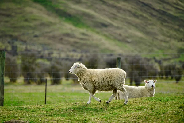 Nz sheep Stock Photos, Royalty Free Nz sheep Images | Depositphotos