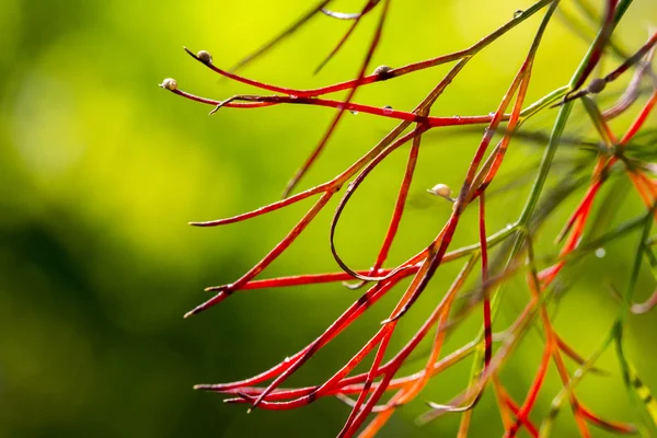 Flower of red dill (fennel). Green background with red dill - Stock ...