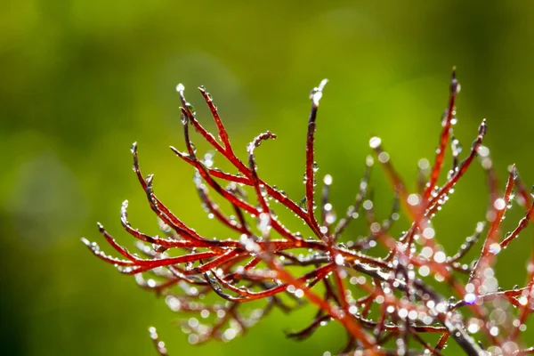 Flower of red dill (fennel). Green background with red dill - Stock ...