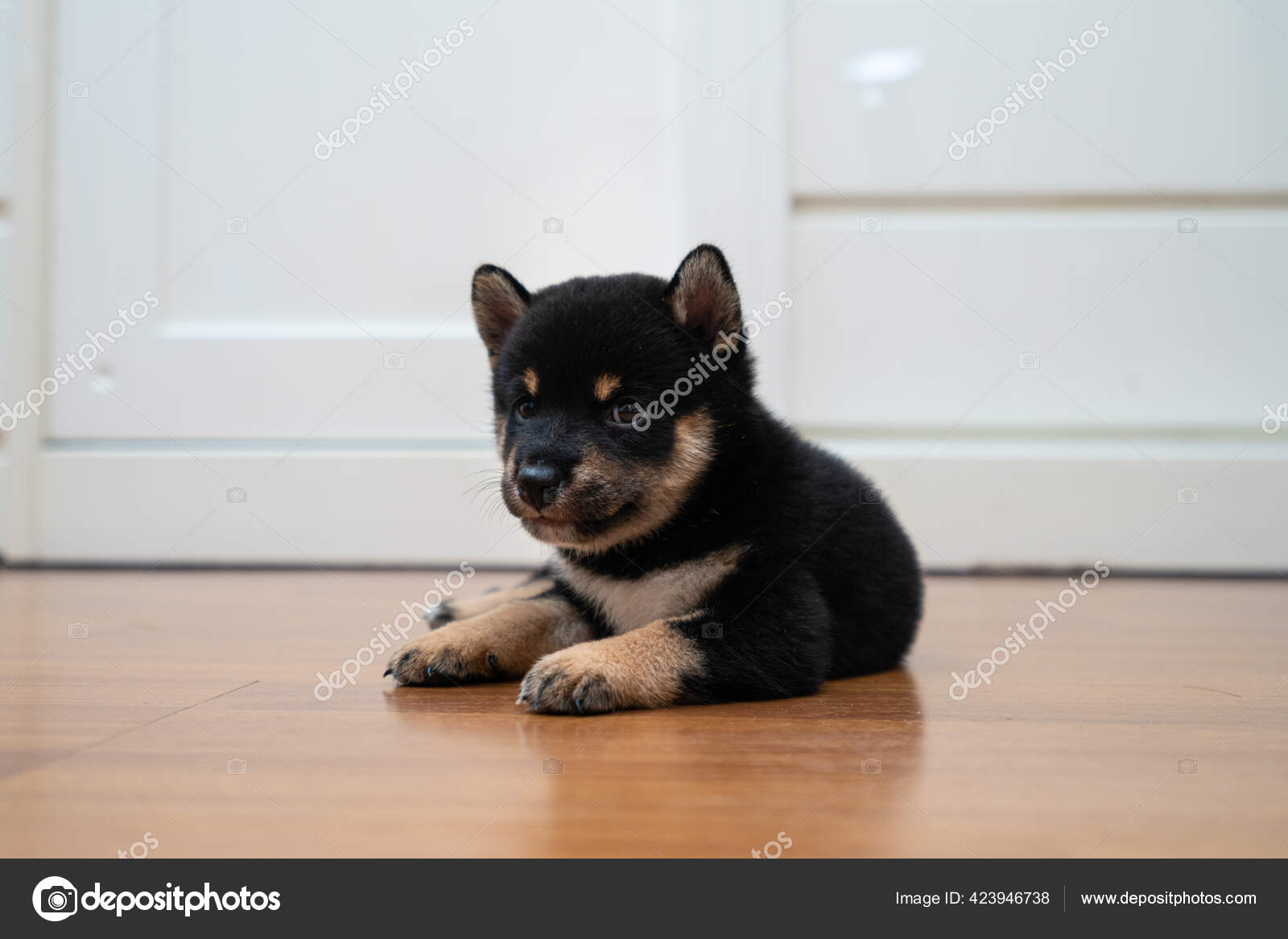 Tan Shiba Inu