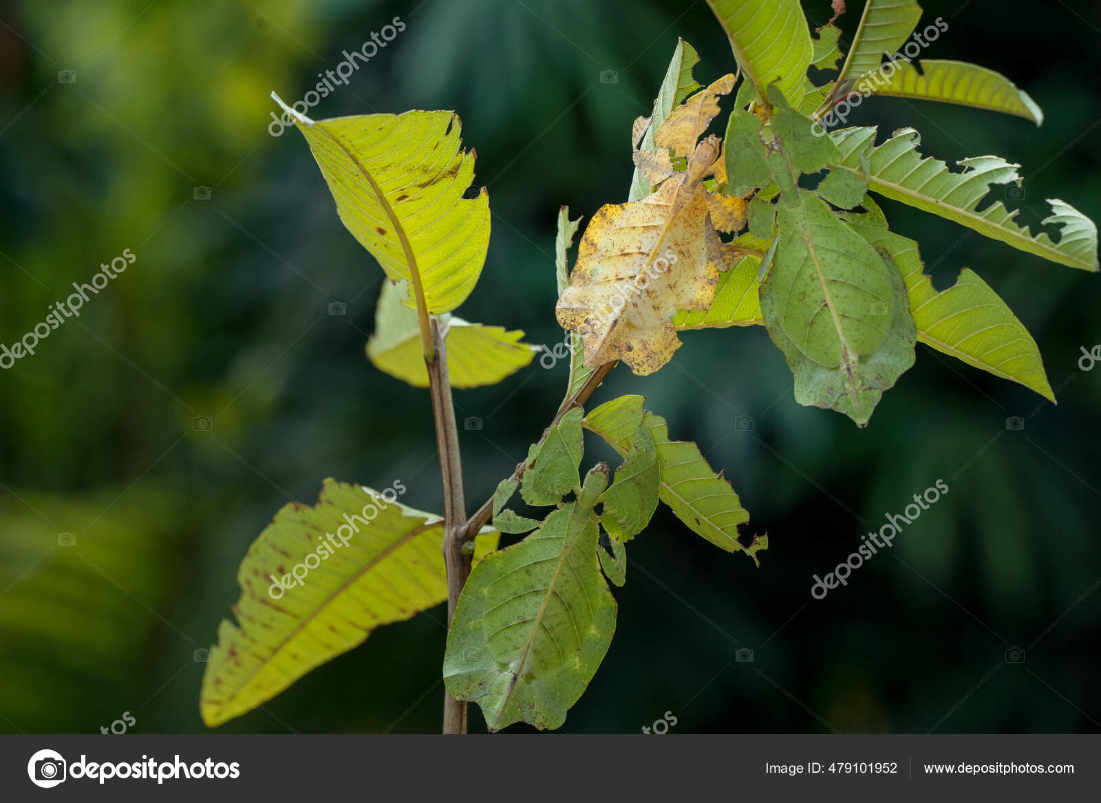 Mantis Hoja Muerta Mantis Religiosa Que Imitan Hojas Muertas ...