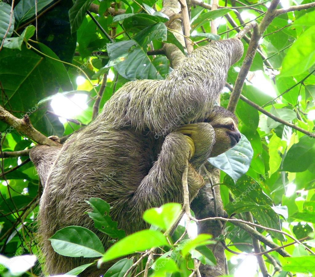 Young sloth standing on a tree close to a little house in Puerto Viejo ...