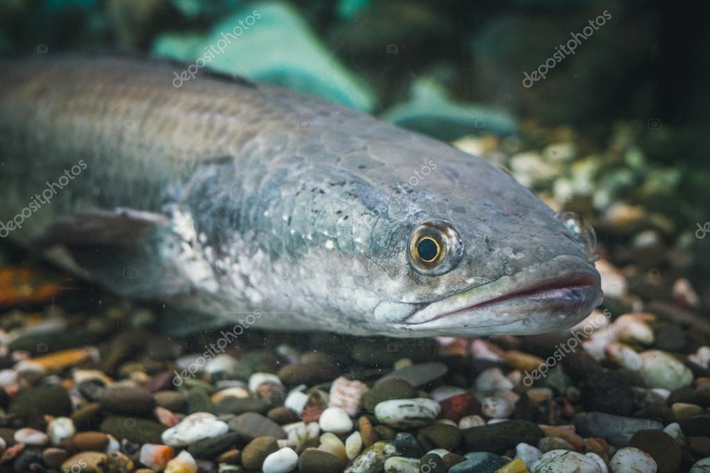 Carnivorous Freshwater Aquarium Fish