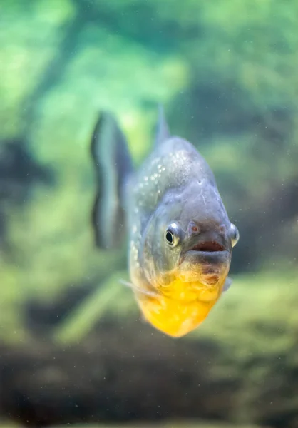 Carnivorous Freshwater Aquarium Fish