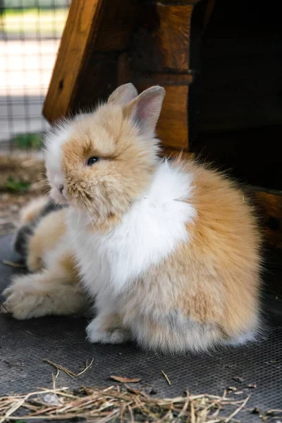 Baby English Angora Rabbit