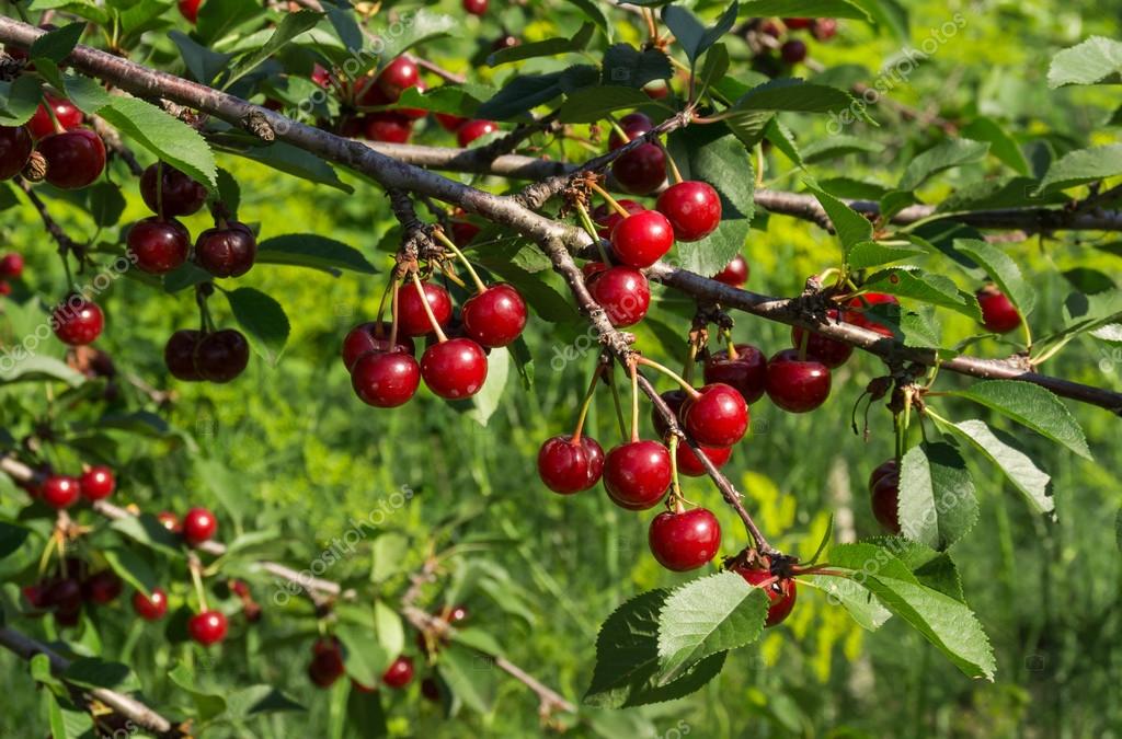 The cherry orchard Stock Photo by ©konoplizkaya 76569361