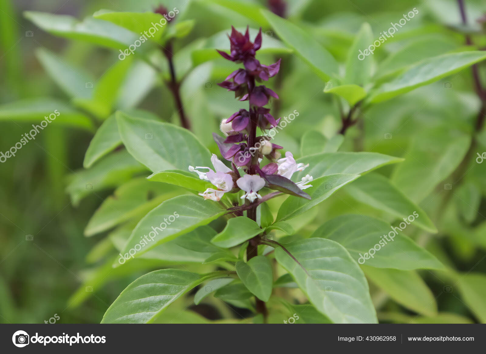Basil Plant Flower