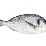 Dorado fish Stock Photo by ©Alexstar 1209846