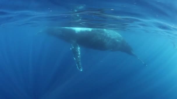 858 Baleen whale Videos, Royalty-free Stock Baleen whale Footage | Depositphotos