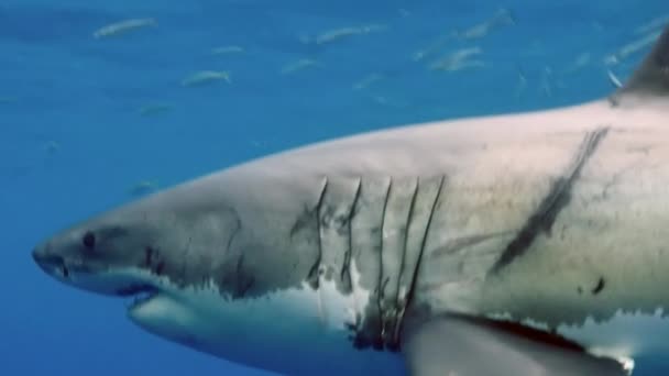 202 Shark cage Videos, Royalty-free Stock Shark cage Footage ...