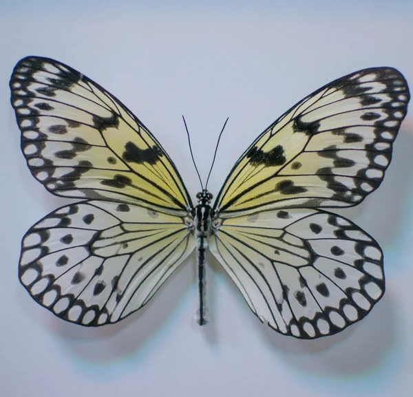 Big butterfly Stock Photos, Royalty Free Big butterfly Images ...