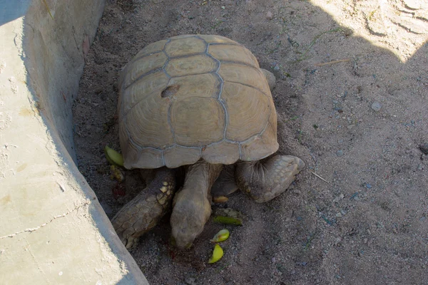 Stuck turtle Stock Photos, Royalty Free Stuck turtle Images | Depositphotos