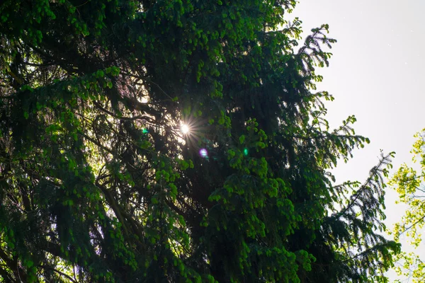 Sun and trees Stock Photos, Royalty Free Sun and trees Images ...