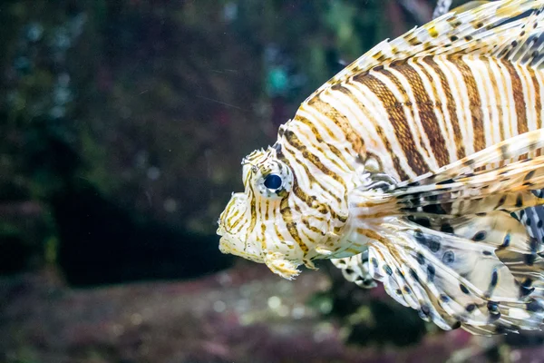 Zebra fish Stock Photo by ©Heinschlebusch 2277304